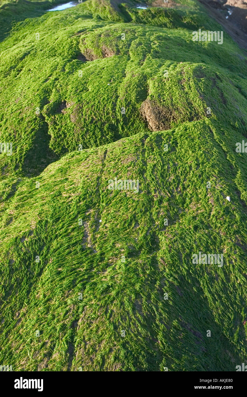 Variety of seaweeds hi-res stock photography and images - Alamy