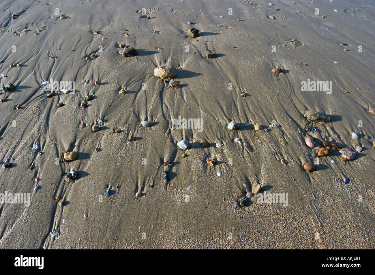 shell on beach Stock Photo - Alamy