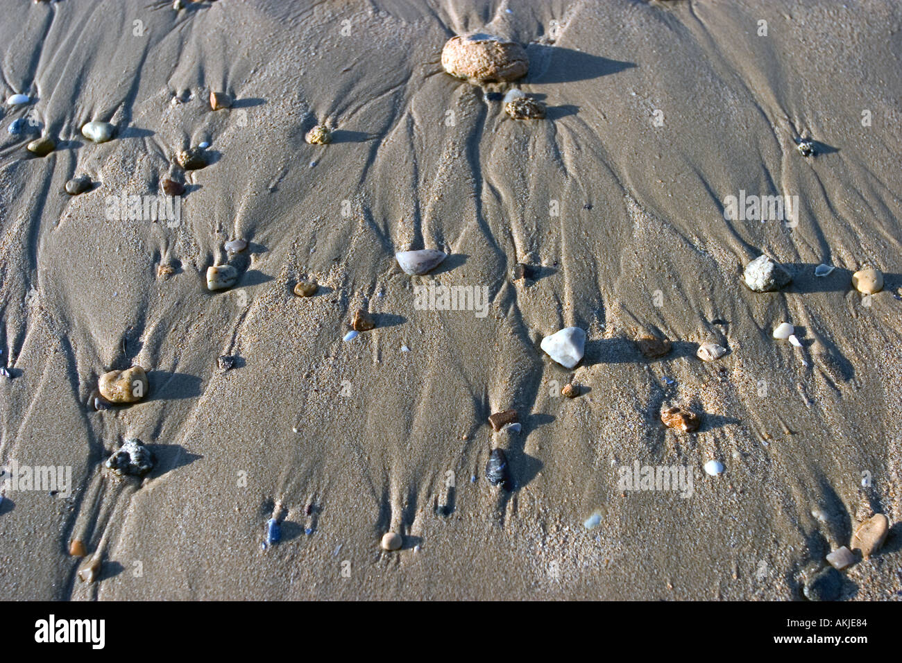shell on beach Stock Photo - Alamy