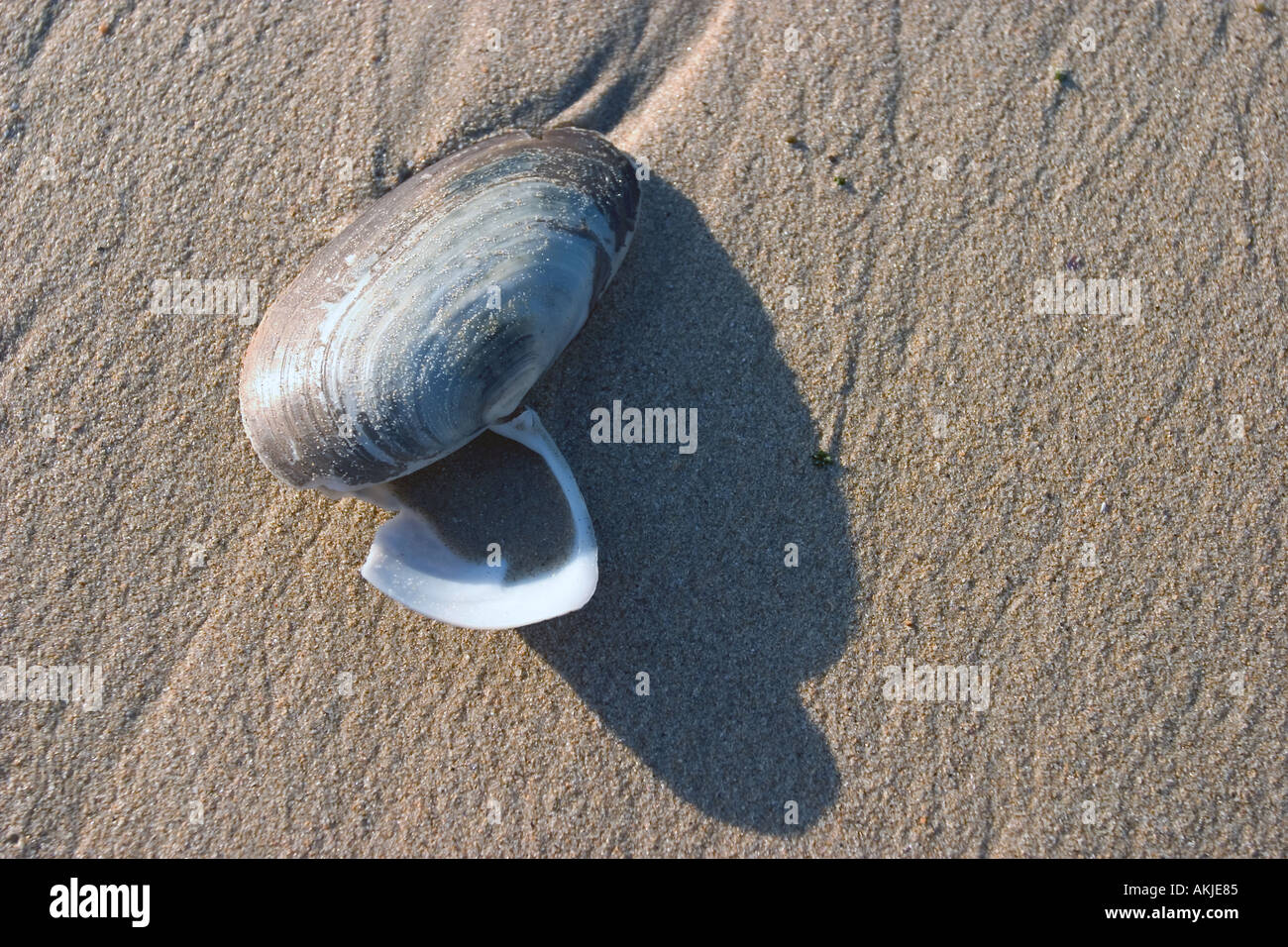 shell on beach Stock Photo - Alamy