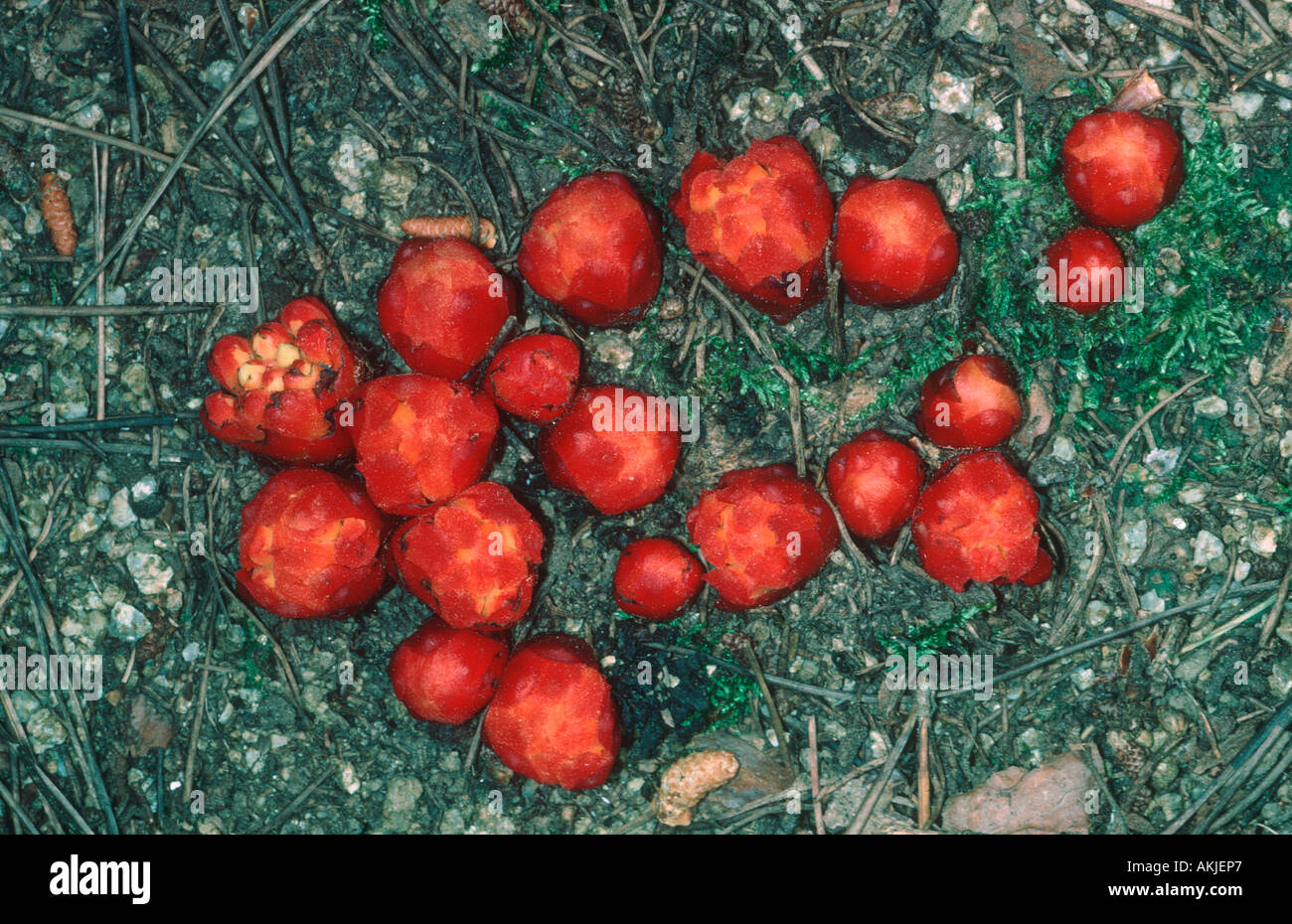 Ipocistide Plants, Cytinus hypocistis. Parasite from different Cistus ...