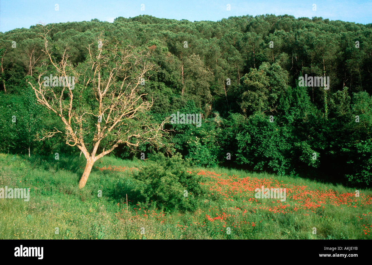 Walnut Tree, Juglans regia. Spring Stock Photo - Alamy