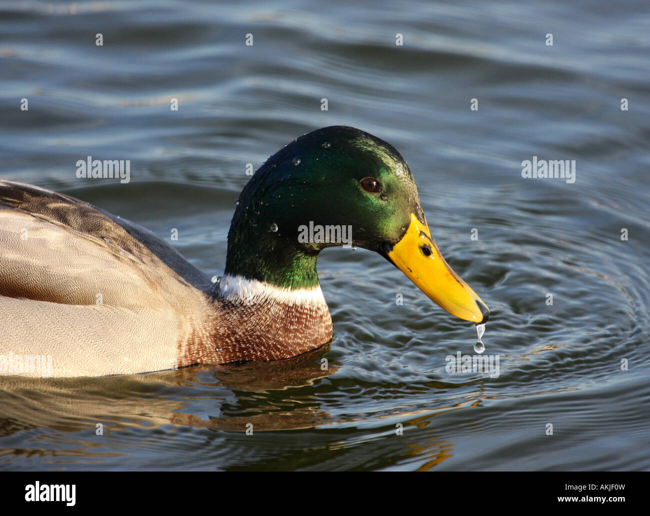 Drip from beak hi-res stock photography and images - Alamy