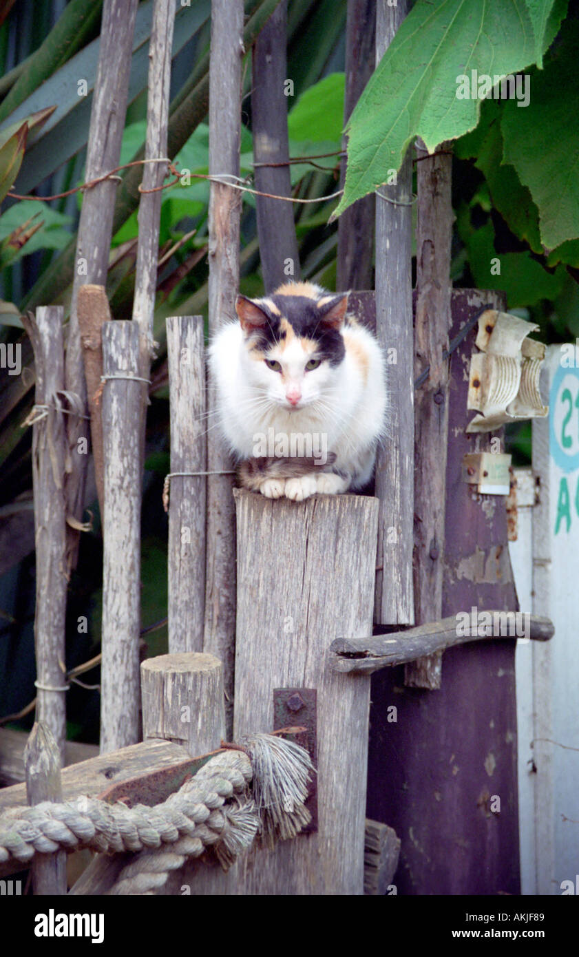 Cat idol hi-res stock photography and images - Alamy