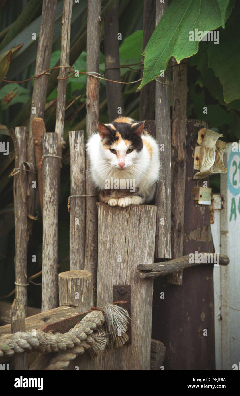 Cat idol hi-res stock photography and images - Alamy