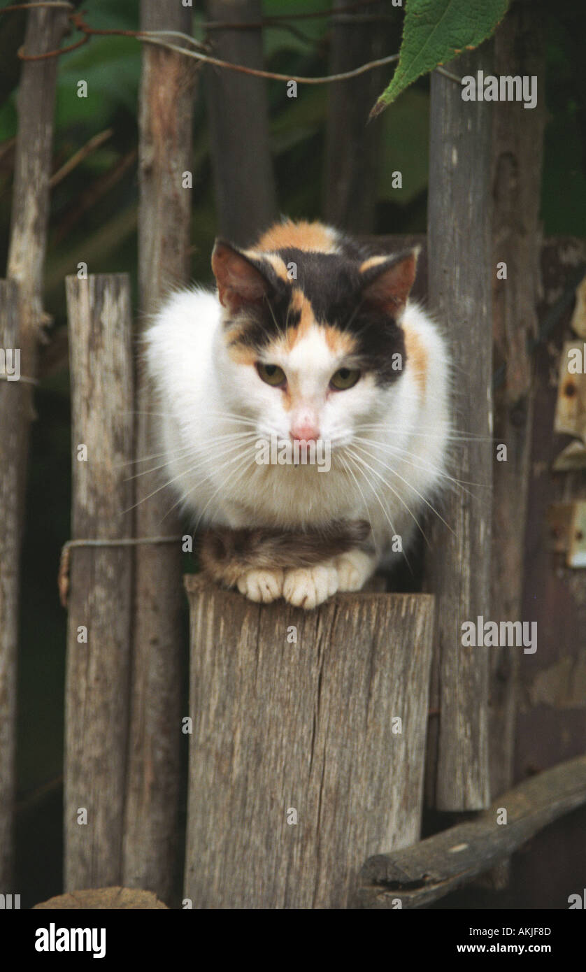 Cat idol hi-res stock photography and images - Alamy