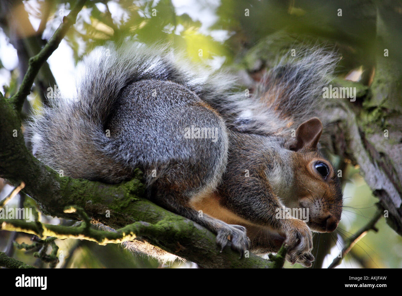 Grey Squirrel in Tree Stock Photo - Alamy