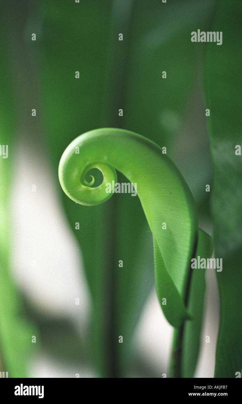 Plant Abstract 1 Stock Photo - Alamy