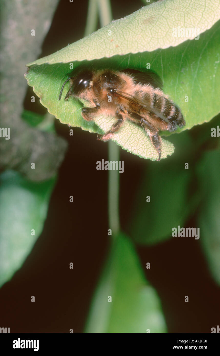 Leafcutting bees hi-res stock photography and images - Alamy
