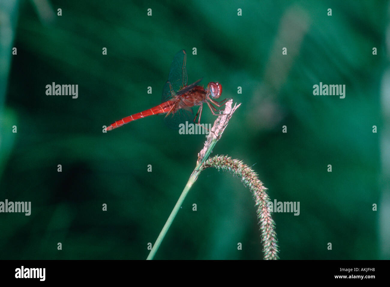 Dragonflies Sympetrum Sp High Resolution Stock Photography and Images ...