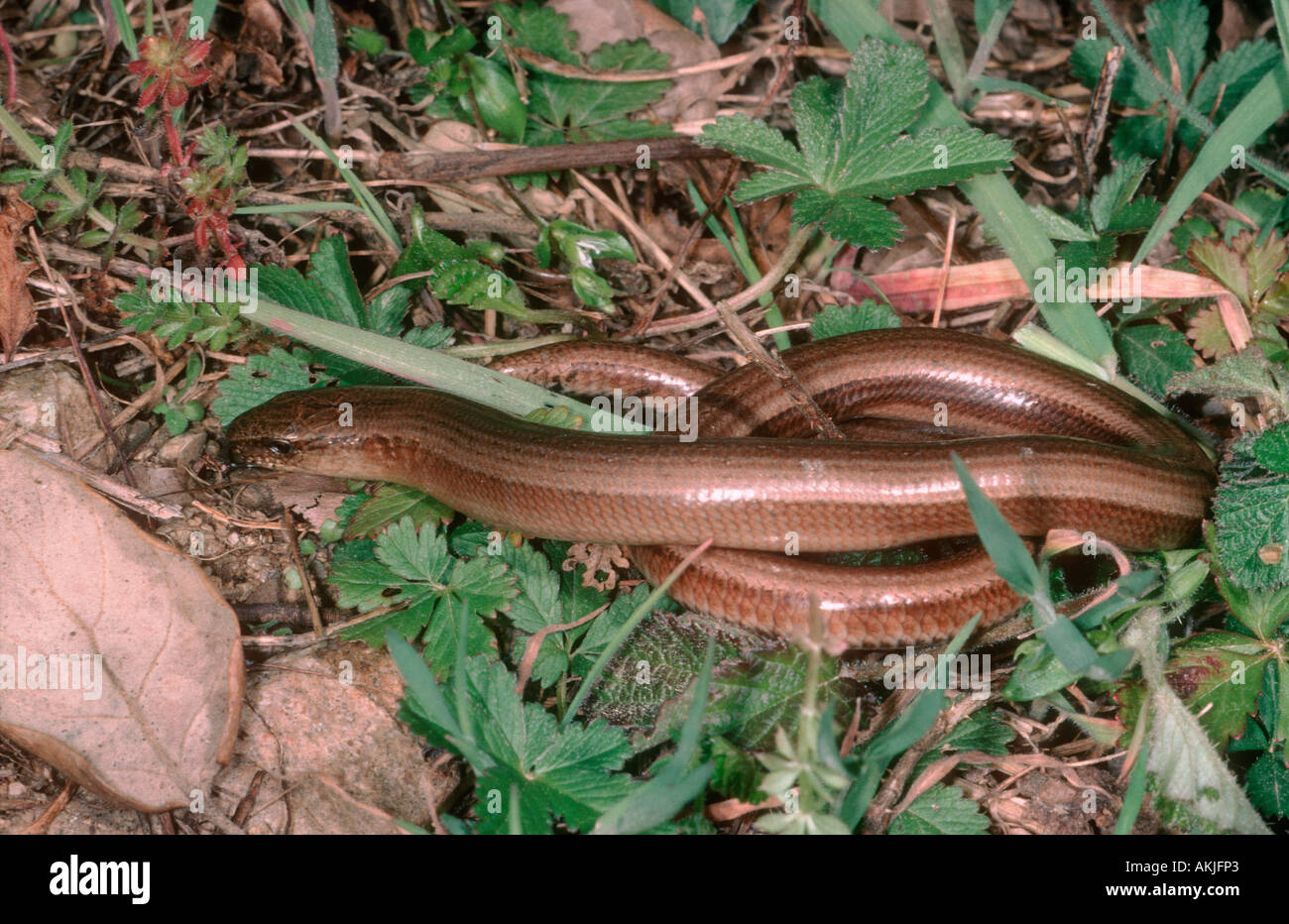 Slow Worm, Anguis fragilis. Rolled in Stock Photo - Alamy