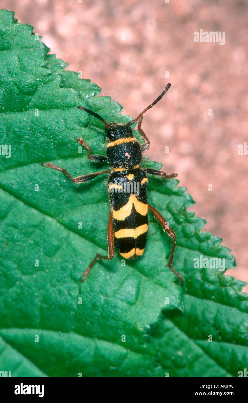 Wasp Beetle, Clytus arietis. On leaf Stock Photo - Alamy
