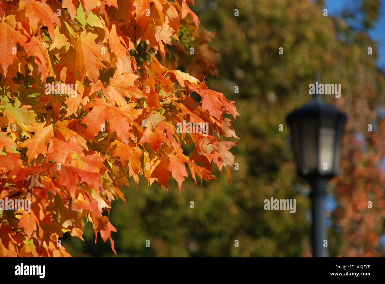 Bright autumn leaves reflect the morning sun Stock Photo - Alamy