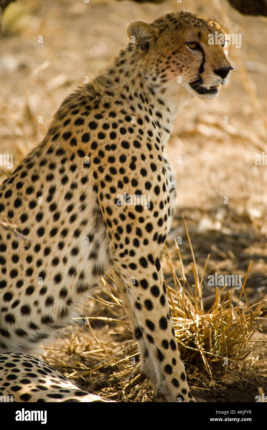 Cheetah in the shade Stock Photo - Alamy