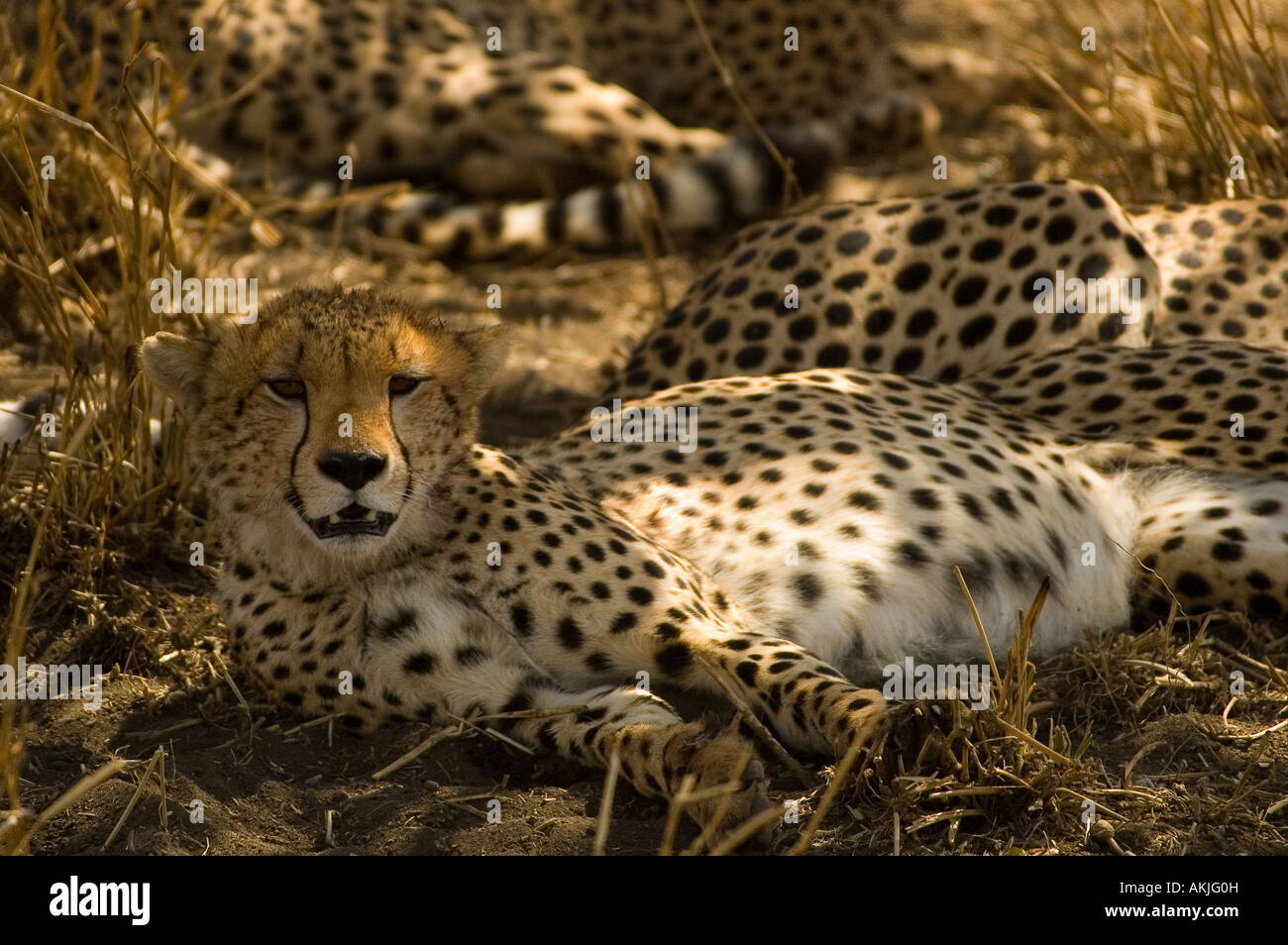 Cheetah in the shade Stock Photo - Alamy