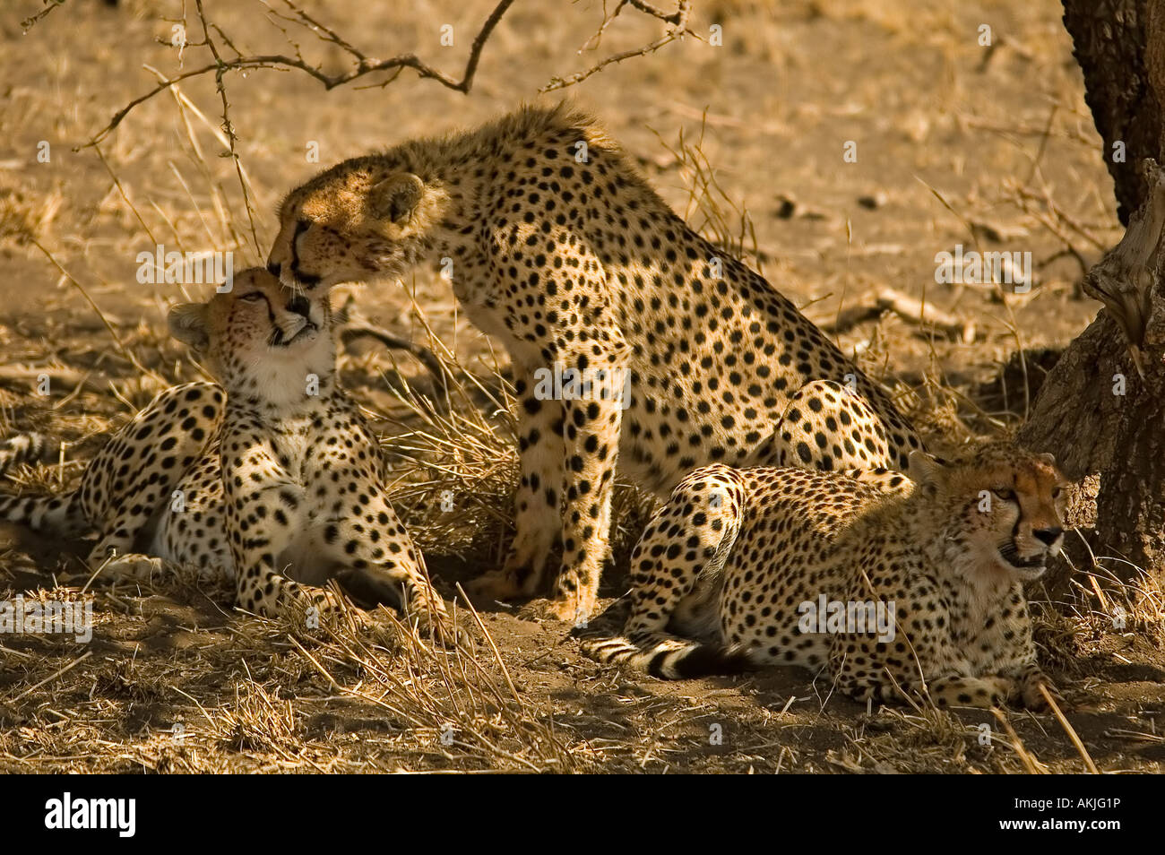 Cheetah in the shade Stock Photo - Alamy