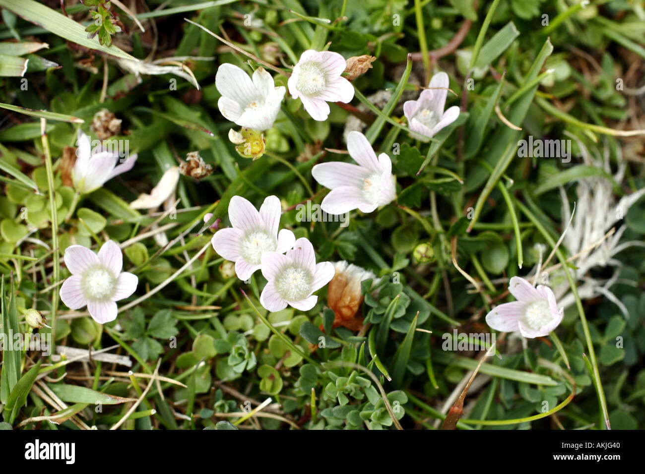 Arenaria caryophyllaceae hi-res stock photography and images - Alamy