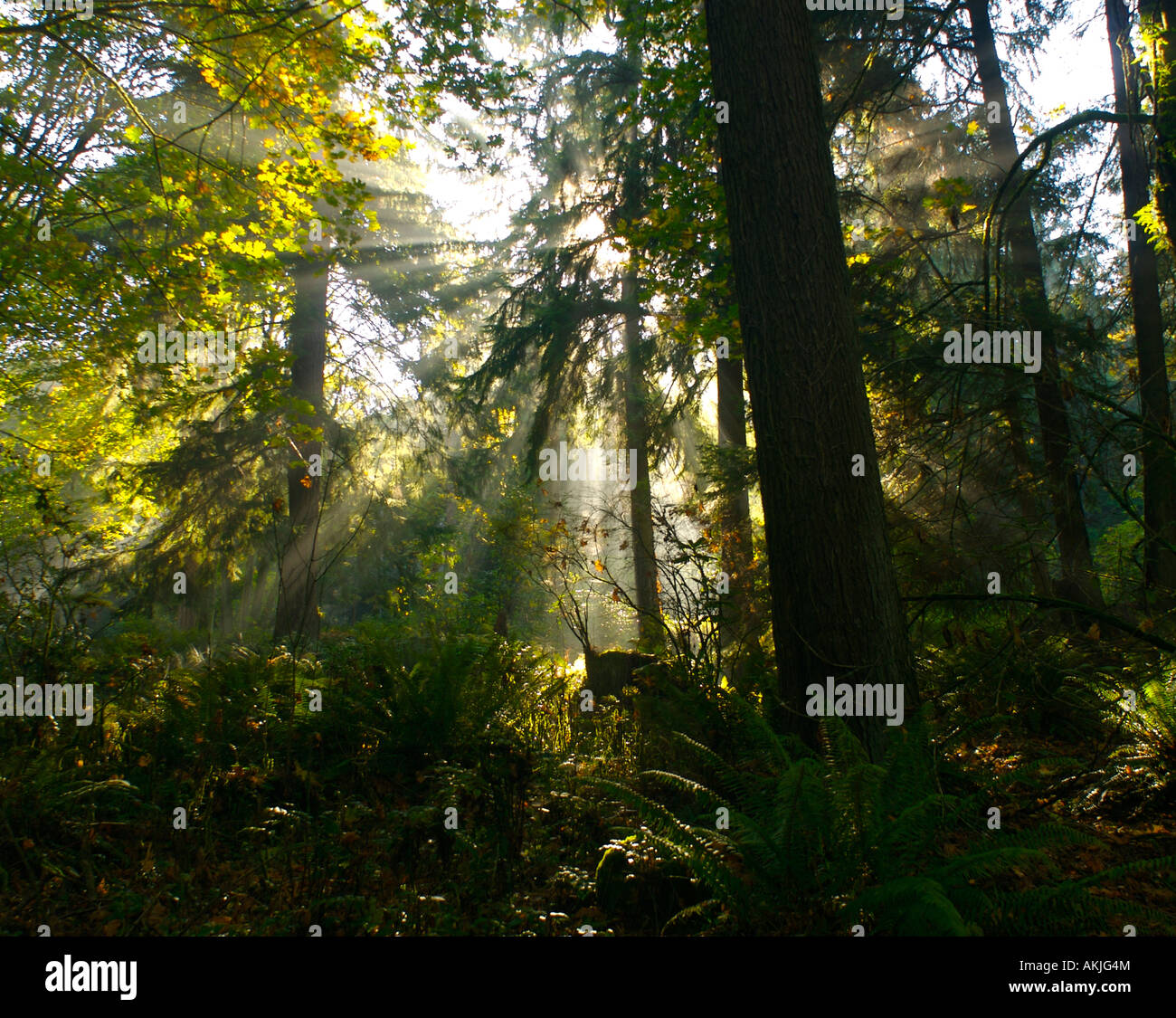 Point defiance park hi-res stock photography and images - Alamy