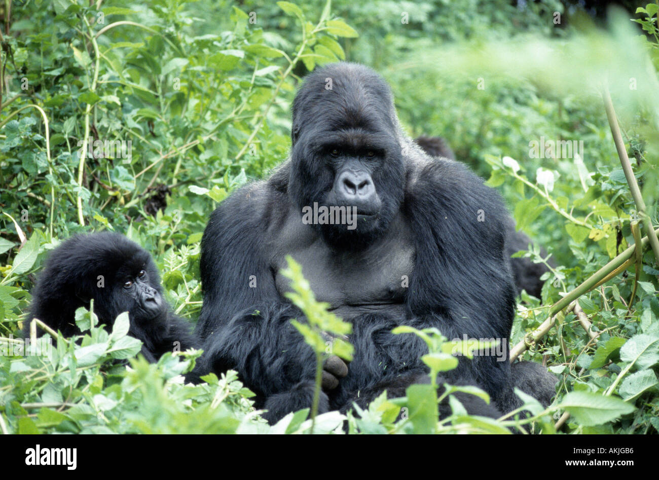 Rwandan mountain gorilla. Silverback with young Park des Volcans Rwanda ...
