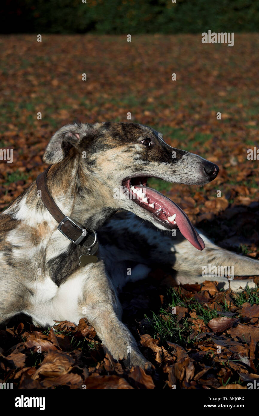 Lurcher lying down, panting Stock Photo - Alamy