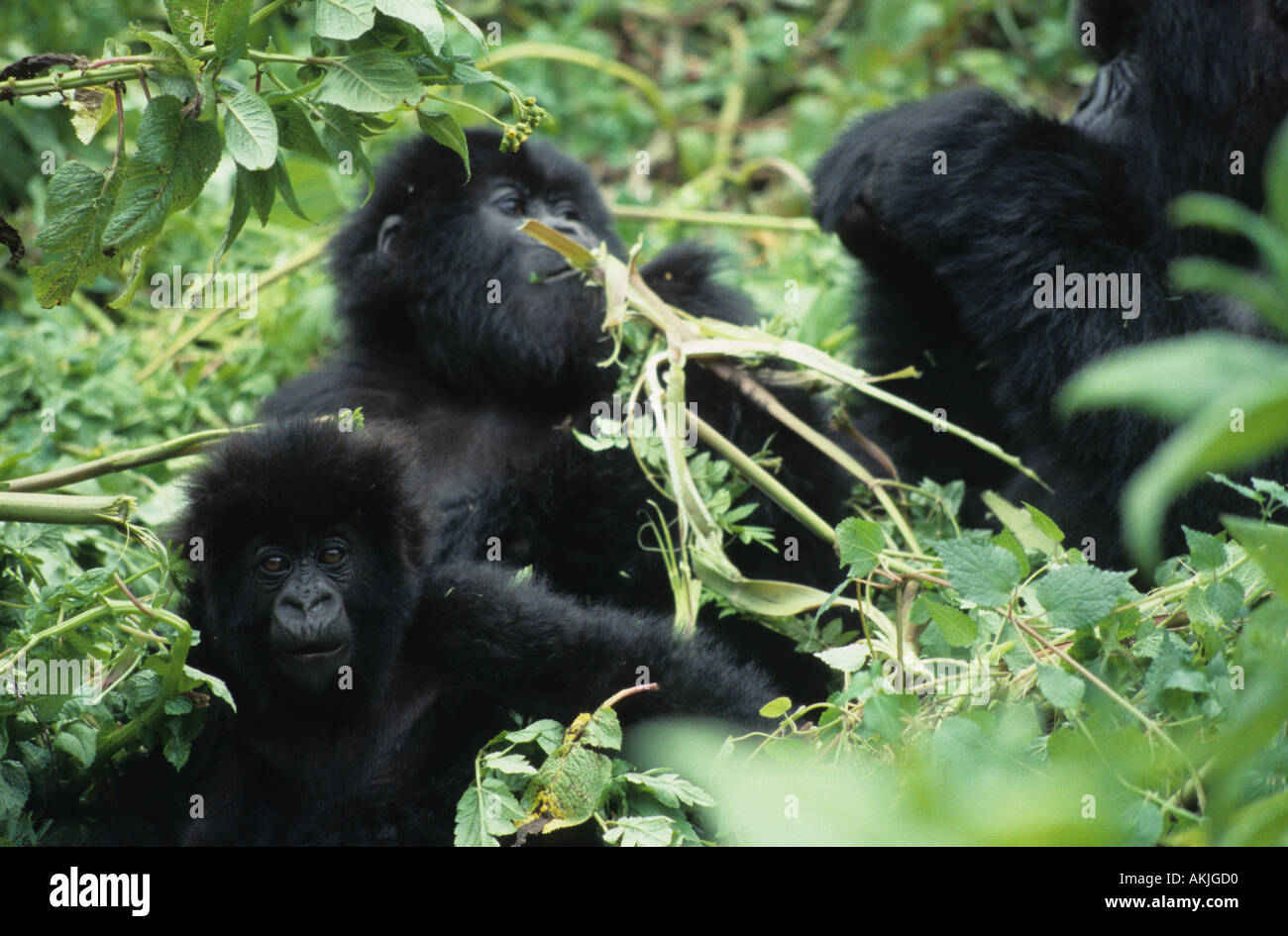 Rwandan mountain gorillas Park des Volcans Rwanda Stock Photo - Alamy