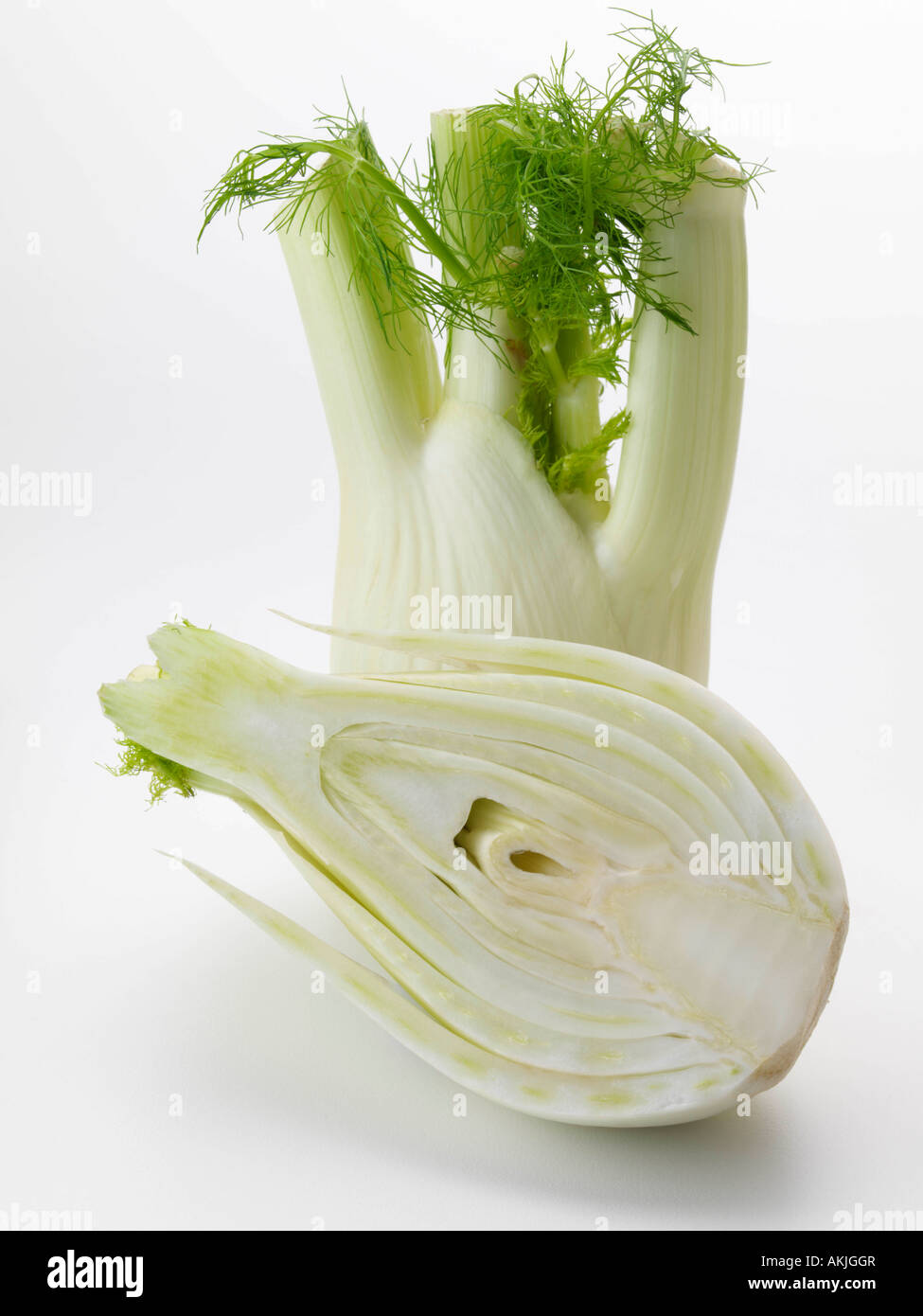 Fennel graphic ingredients vegetarian graphic editorial food Stock ...