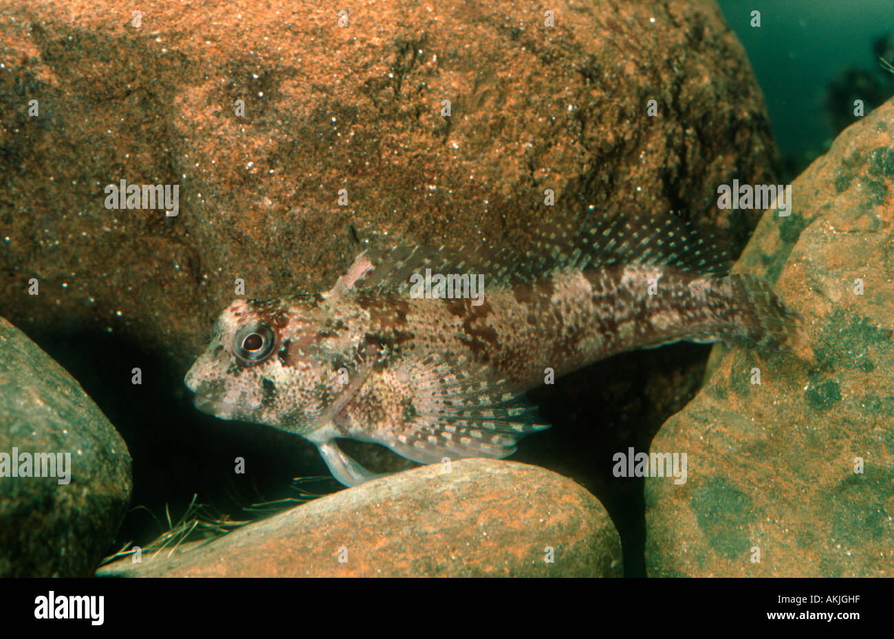 Shanny hi-res stock photography and images - Alamy