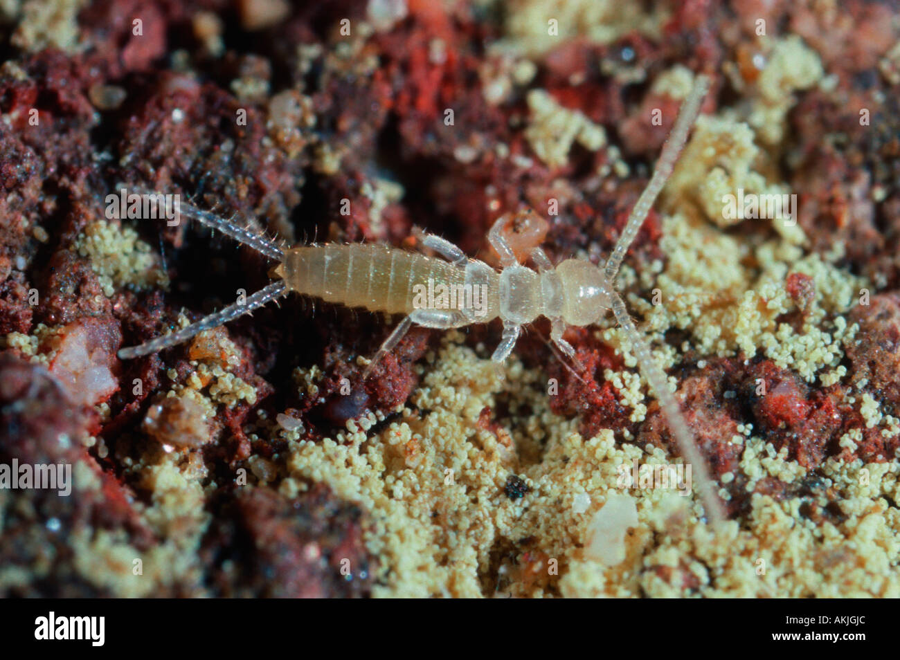 Two-tailed Bristletail, Order Diplura. On ground Stock Photo - Alamy