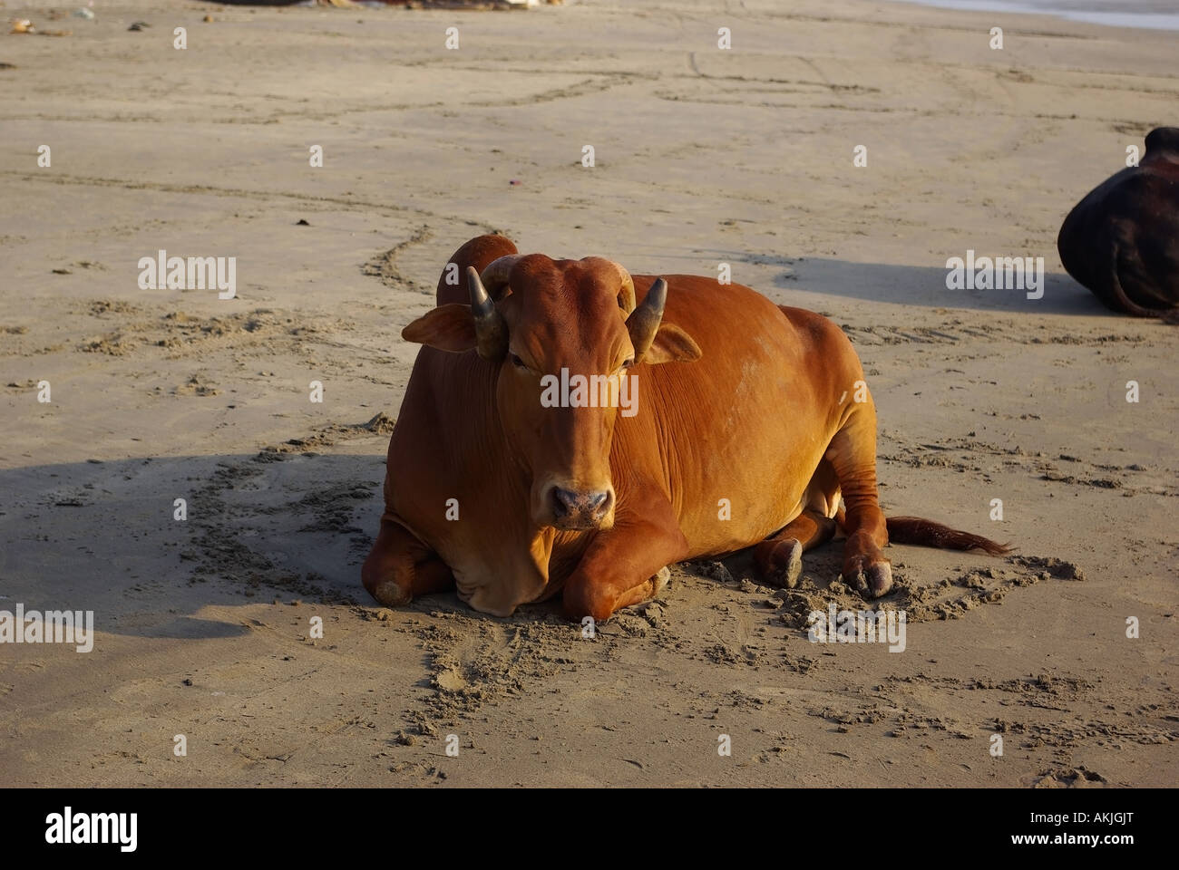A Nandi Bull or Cow sitting on the sand by the beach in Goa, India ...