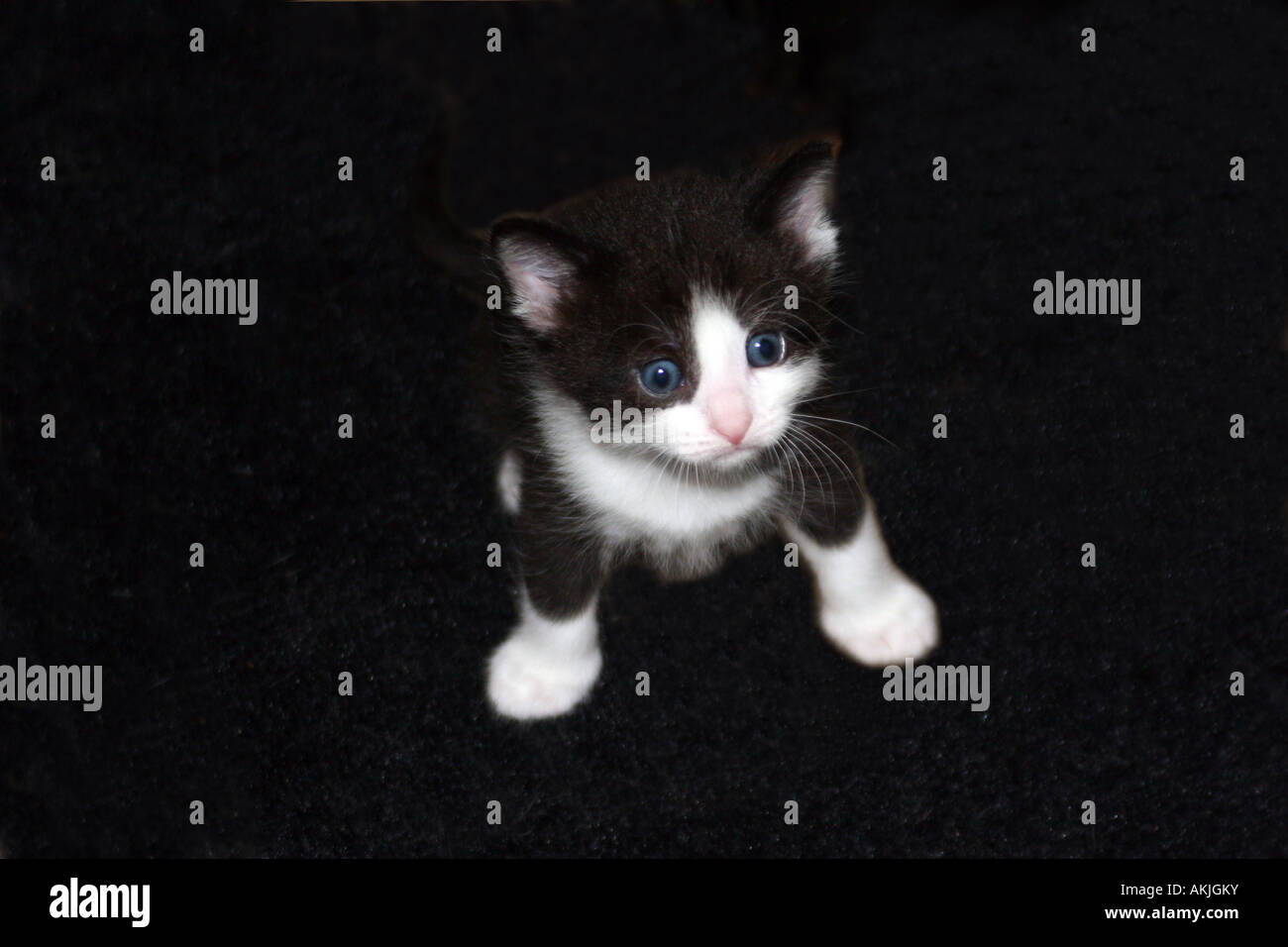 A startled young black and white kitten with blue eyes sitting Stock ...