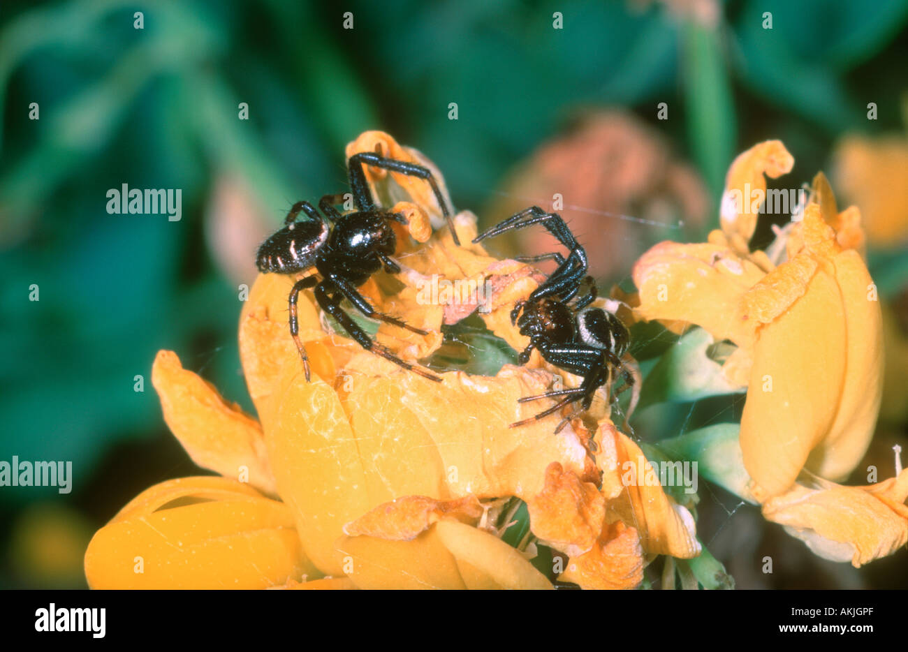 Spiders, Family Thomisidae. Territorial fight Stock Photo - Alamy