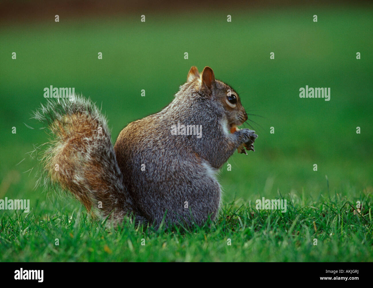 Grey Squirrel England Stock Photo - Alamy