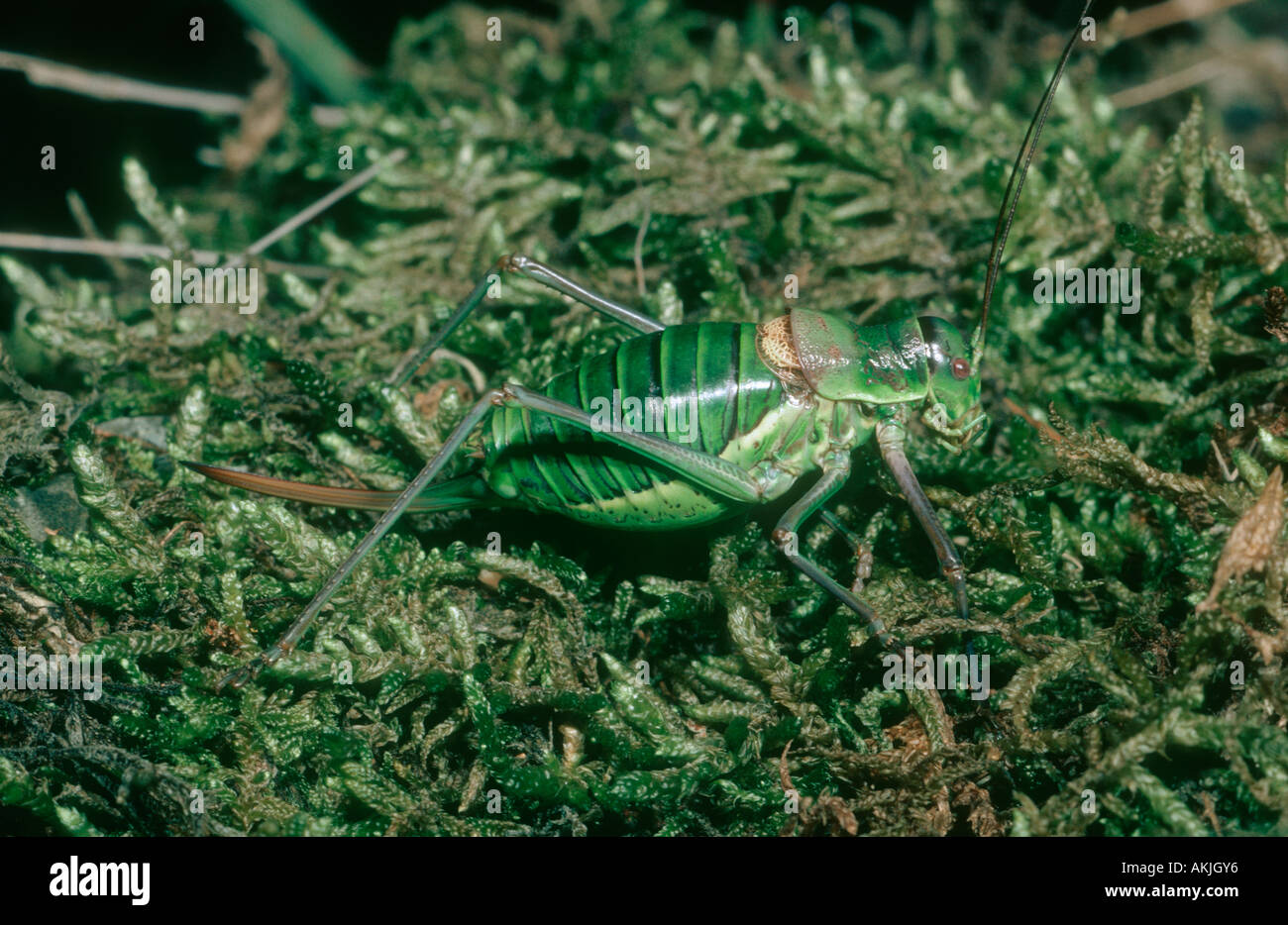 Bushcrickets hi-res stock photography and images - Alamy
