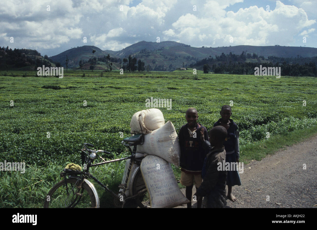 Tea plantation in Rwanda near Park des Volcans Rwanda Stock Photo - Alamy