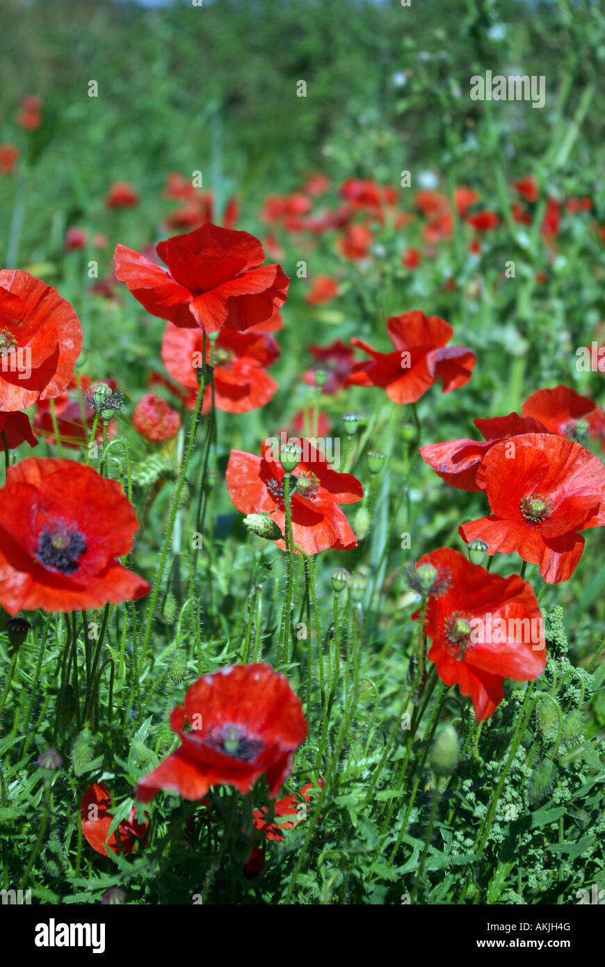 Wild poppies in countryside hi-res stock photography and images - Alamy