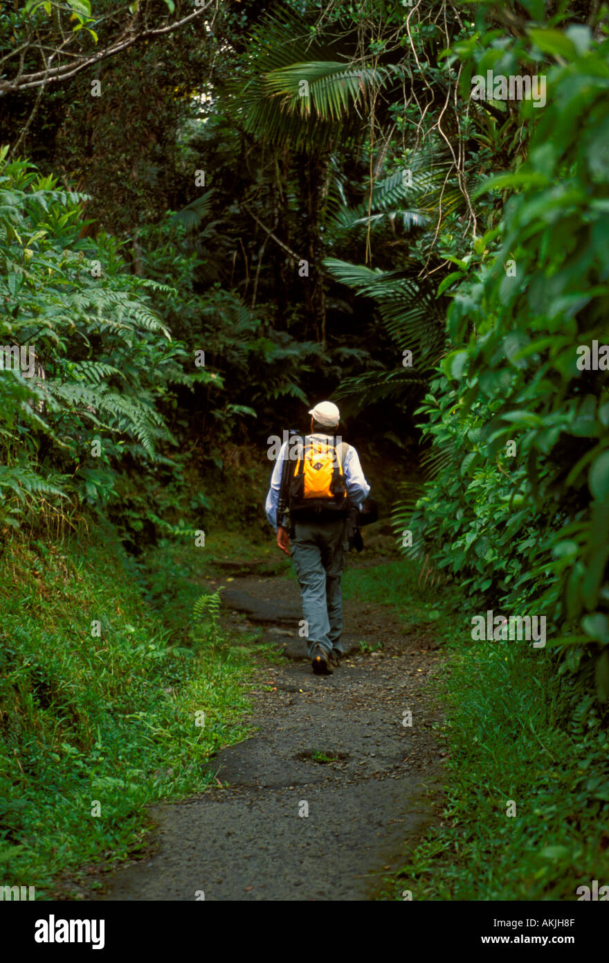 hiker, hiking, self-guided hiking trail, hiking trail, El Yunque Trail ...