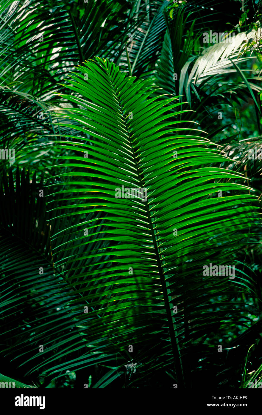 flora, fern, ferns, flowerless plant, rain forest, Black Bull Forest ...