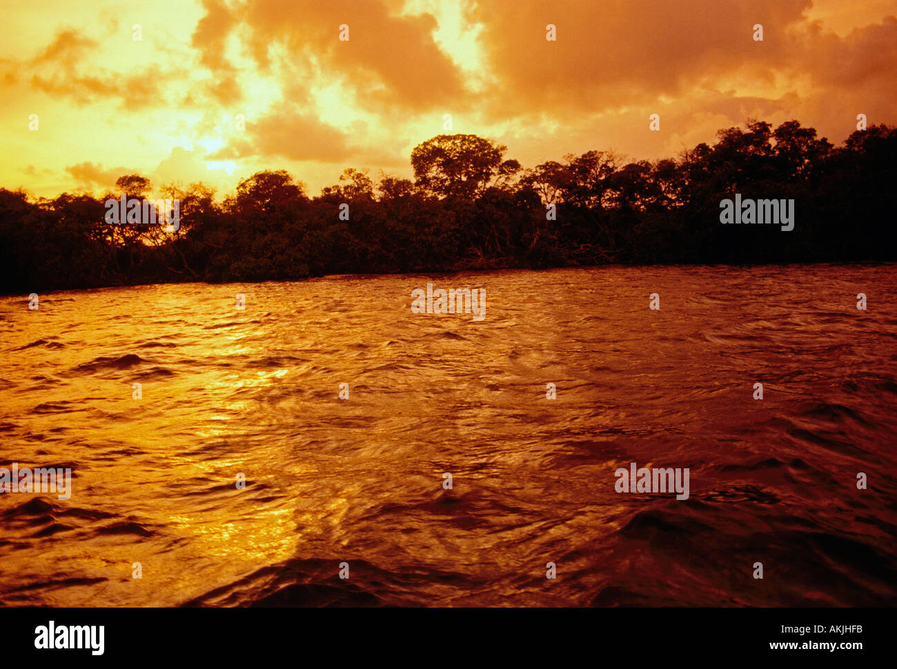 Phosphorescent bay, puerto rico hi-res stock photography and images - Alamy
