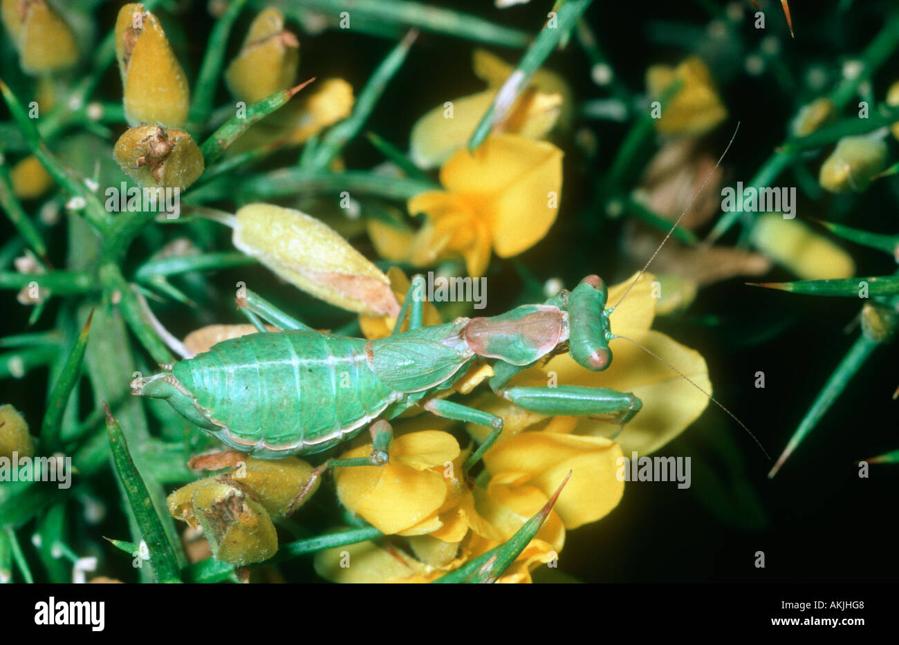 Top view of mantis hi-res stock photography and images - Alamy