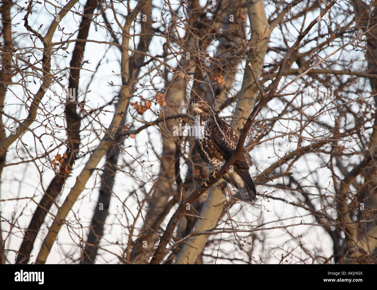 Red tailed Hawk in autumn tree Stock Photo - Alamy