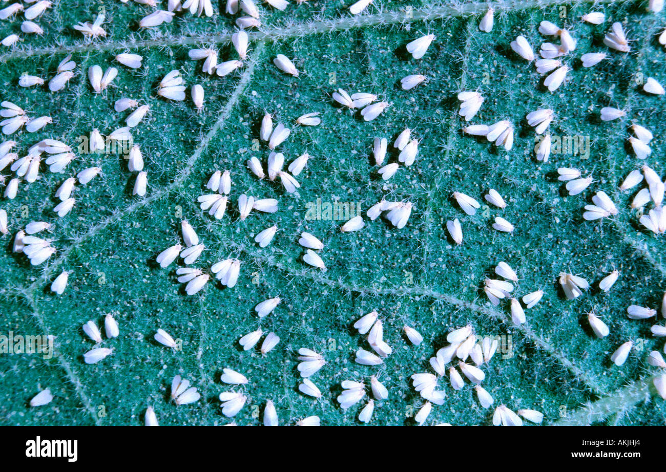 Trialeurodes hi-res stock photography and images - Alamy
