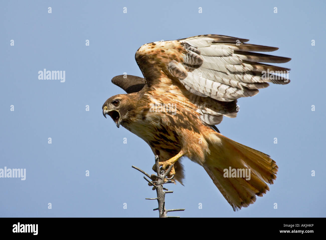 A red-tailed hawk perched on a spruce snag in Freeze Creek Canyon, Utah ...