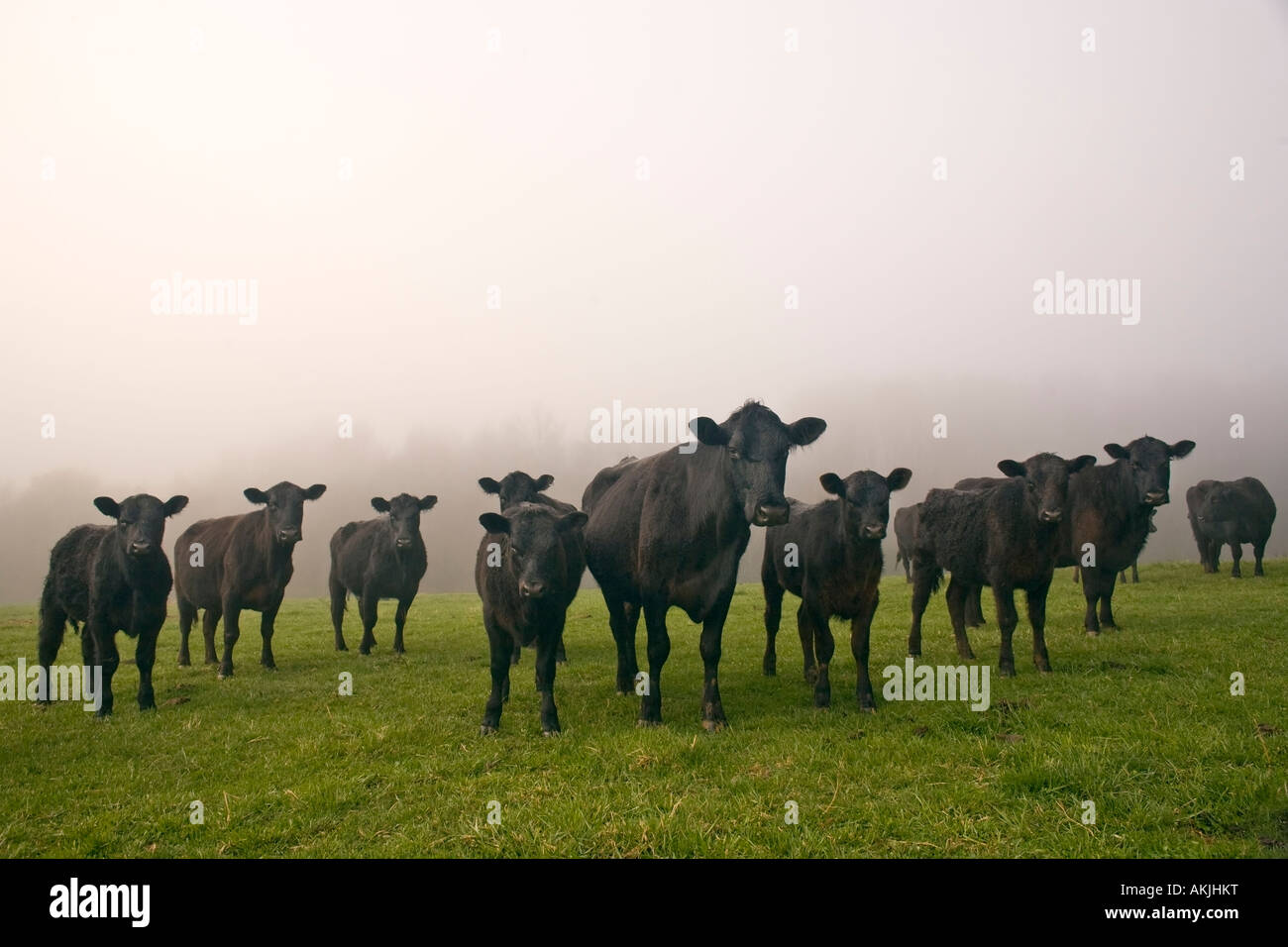 A herd of Angus cows and calves inspect the photographer up close on a ...
