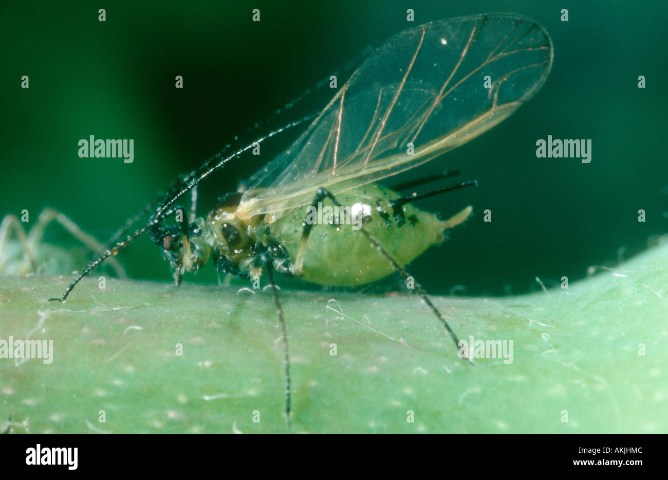 One aphid feeding hi-res stock photography and images - Alamy
