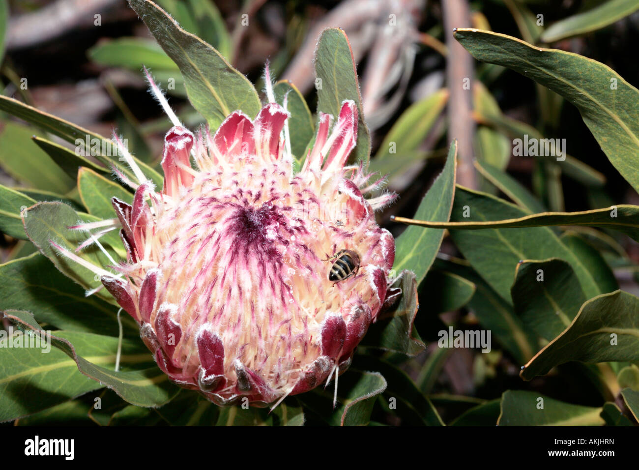 Stinkleaf hi-res stock photography and images - Alamy
