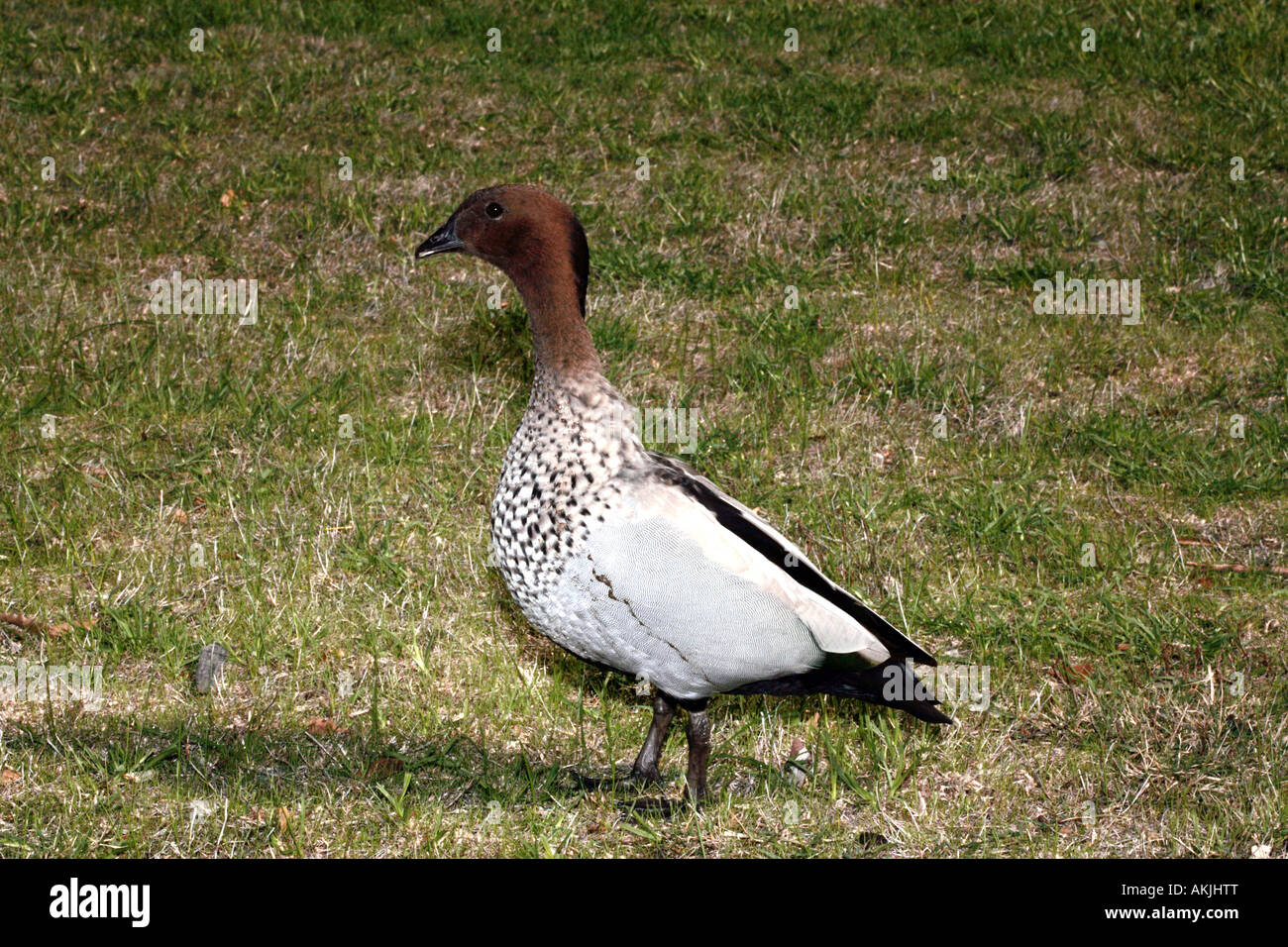 Male Maned Geese/Wood Duck - Chenonetta jubata Stock Photo - Alamy
