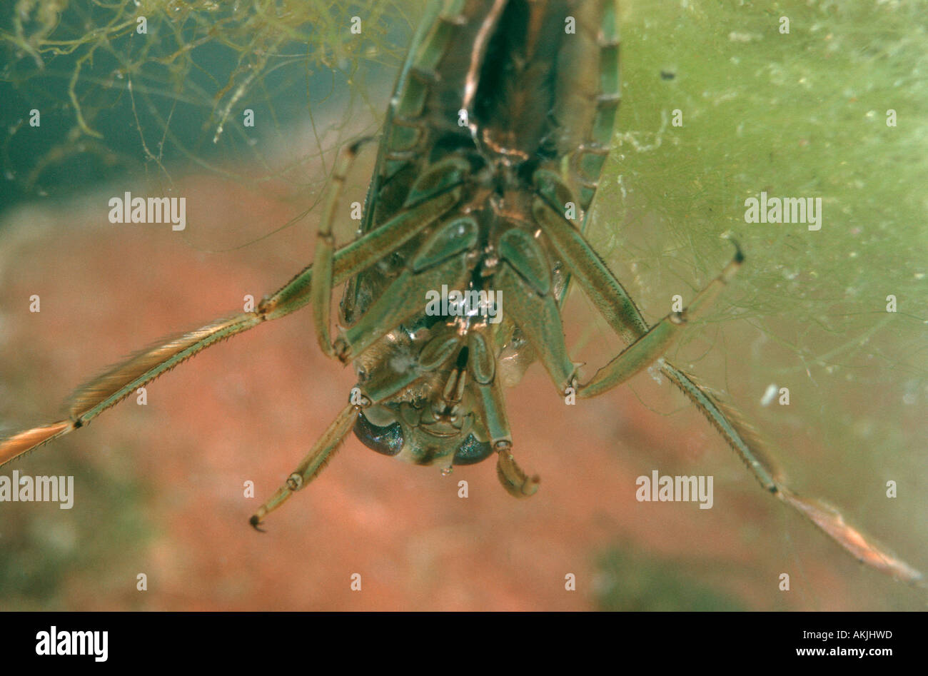 Backswimmer, Notonecta viridis. Underwater Stock Photo - Alamy