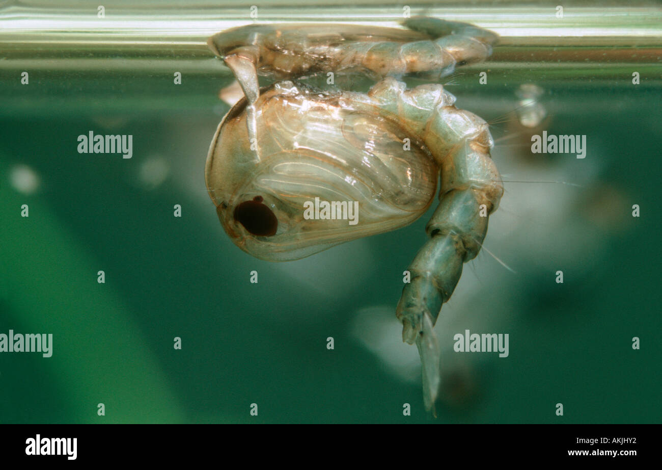 Mosquito pupae hi-res stock photography and images - Alamy