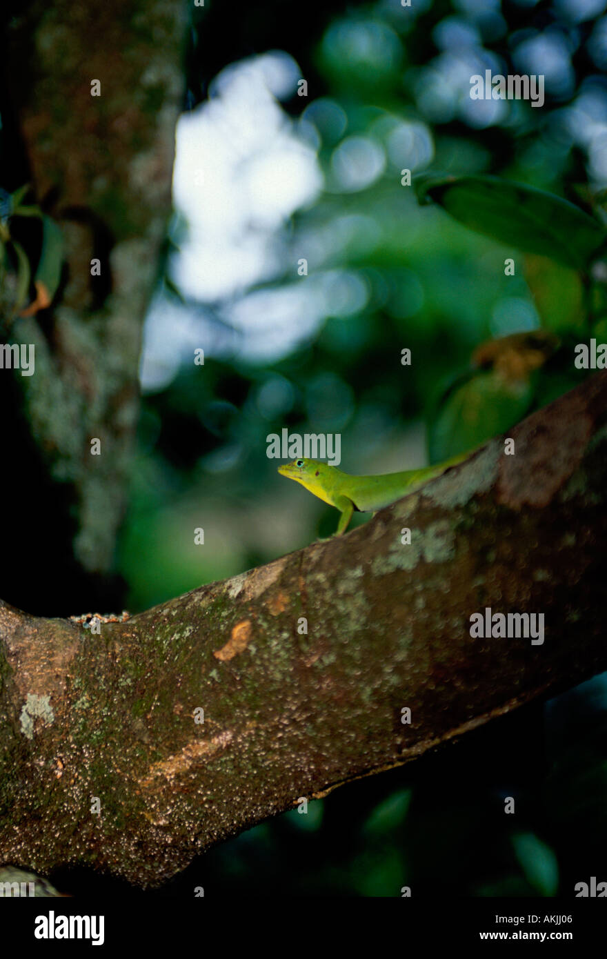 chameleon, Dona Juana Recreation Area, Black Bull Forest Reserve ...