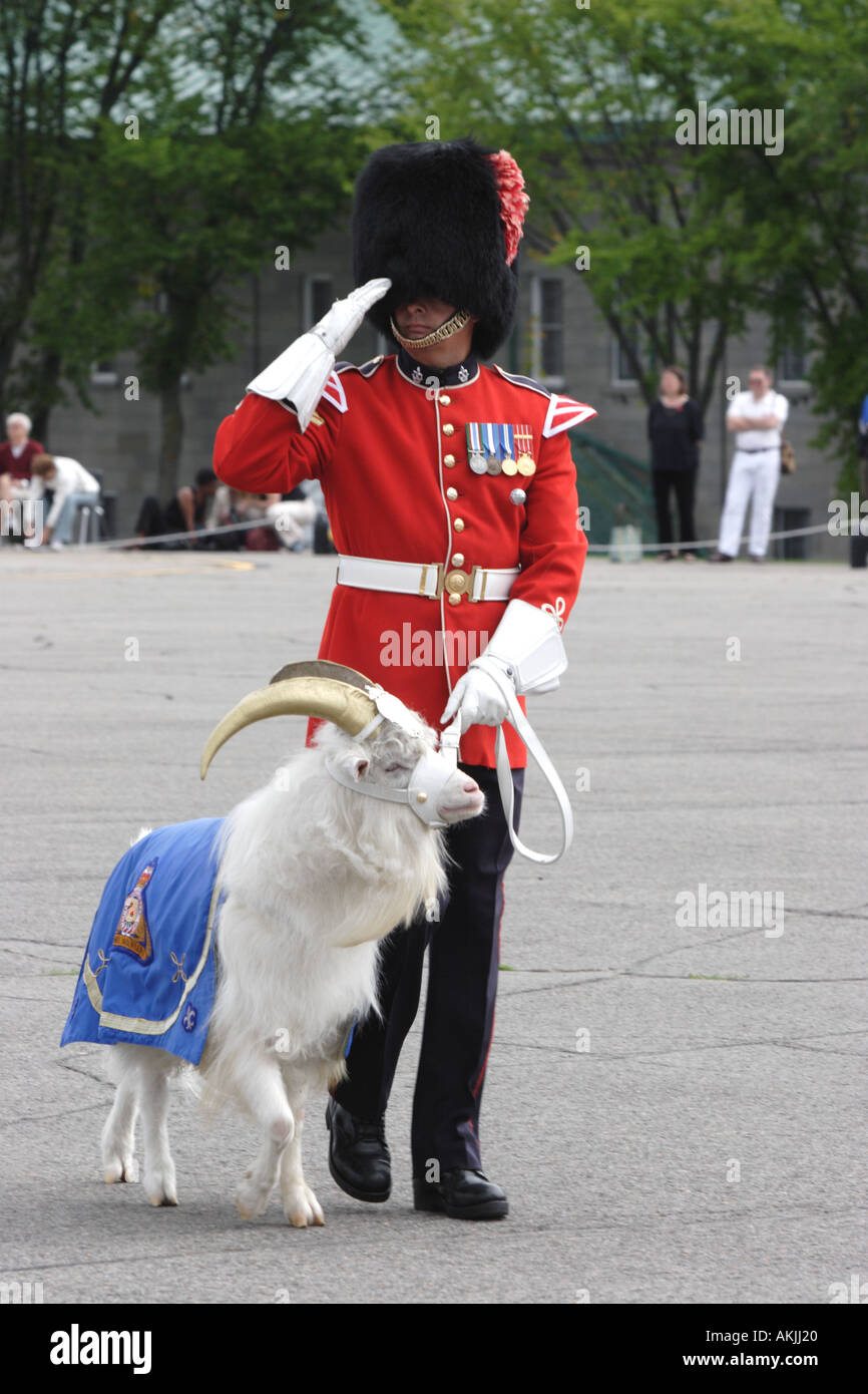 Regimental goat hi-res stock photography and images - Alamy